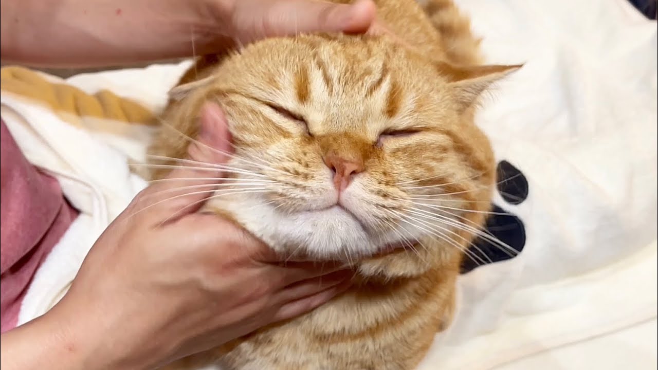 Its Time For Cat Massage Cutetropolis