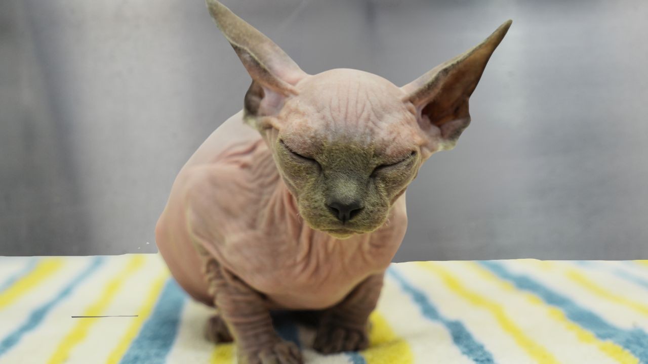 Goblin Grooming – CUTETROPOLIS