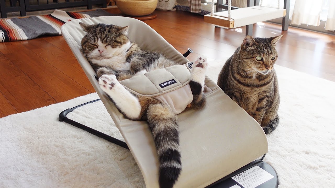 Maru’s Second Childhood – CUTETROPOLIS