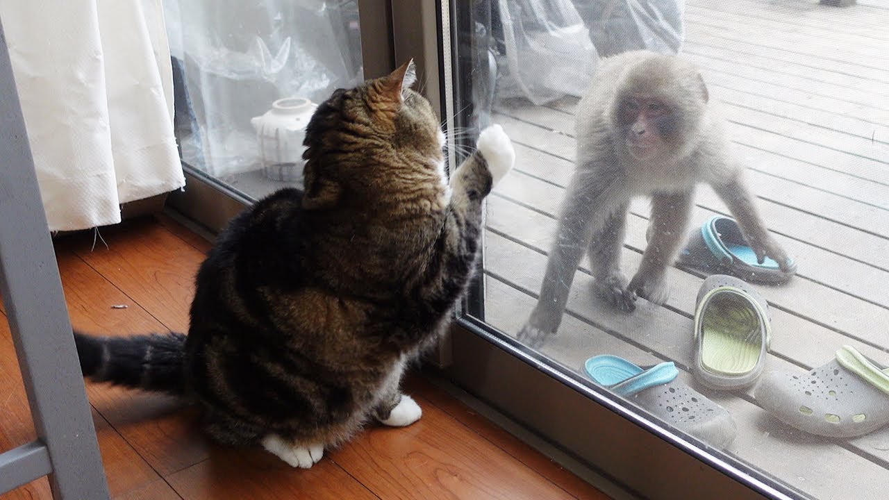 Maru’s Macaque Attack – CUTETROPOLIS