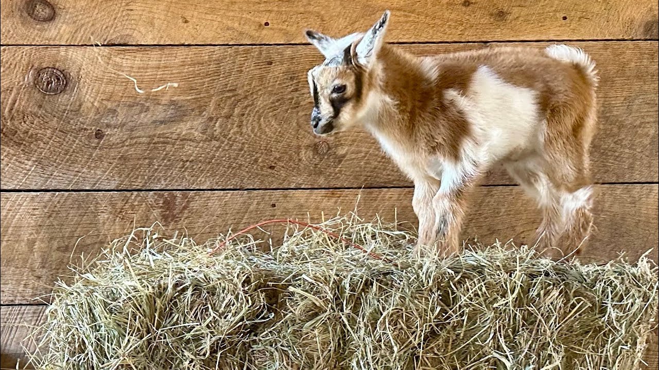 Lets Bale Cutetropolis